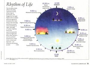 Circadian-rhythm-chart-on-physiology | Grace Gawler Media